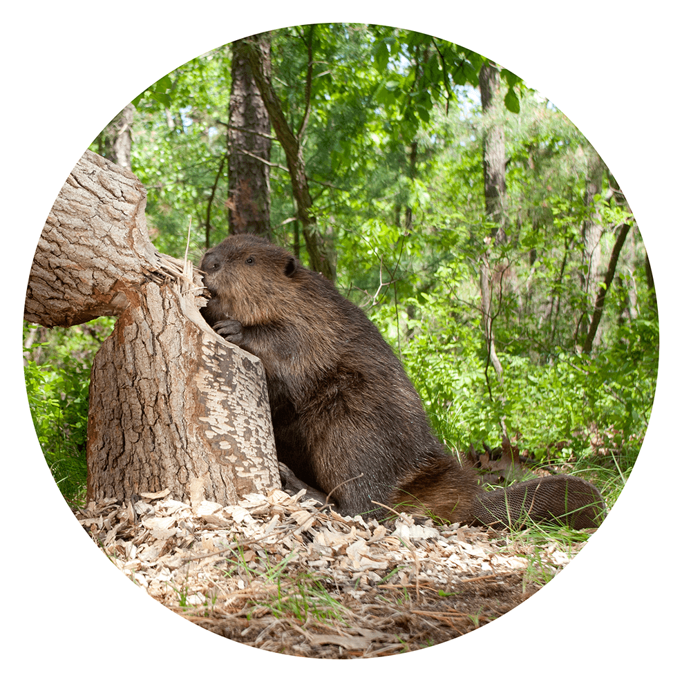 Types of Game Animals