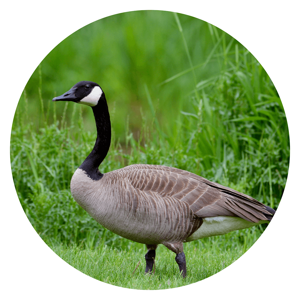 Types of Geese - Geese Identification