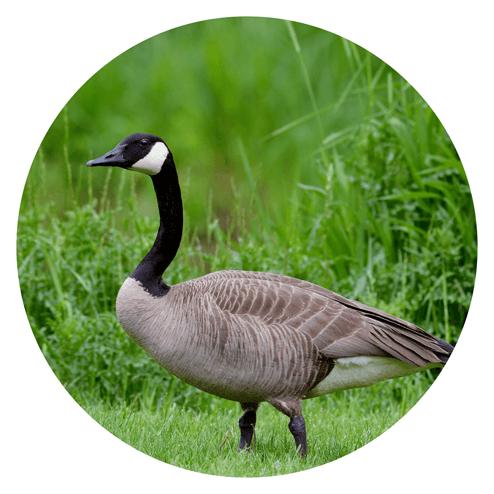 Types of Geese - Geese Identification
