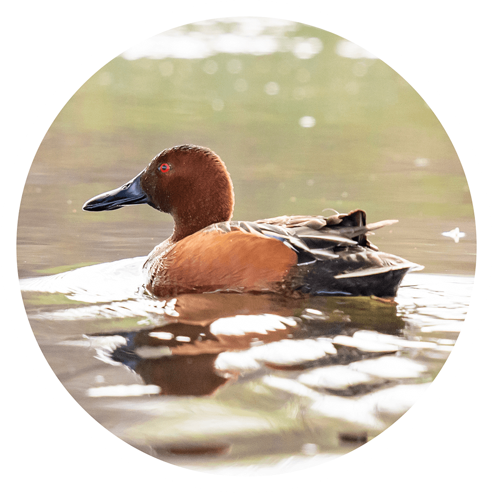 17 Different Types of Ducks - Duck Identification