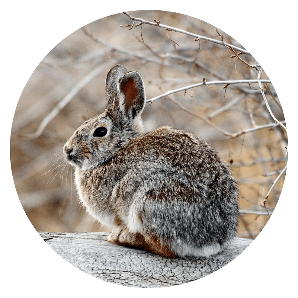 Types of Game Animals