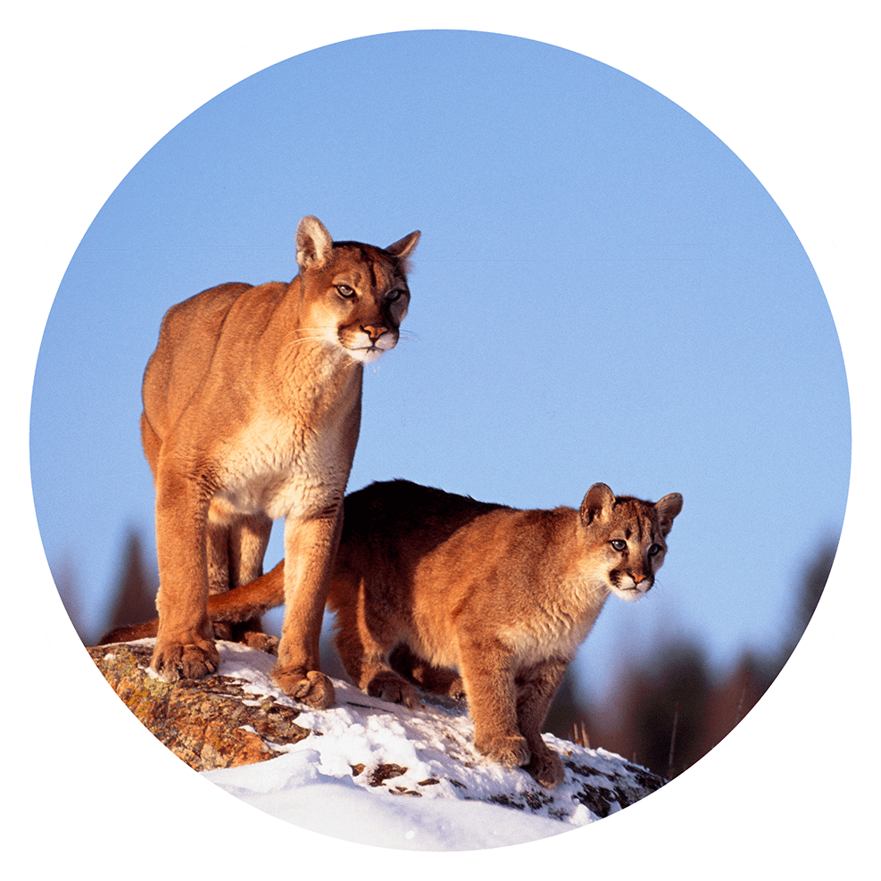 Types of Game Animals