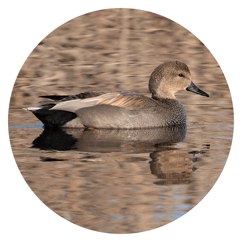 17 Different Types of Ducks - Duck Identification