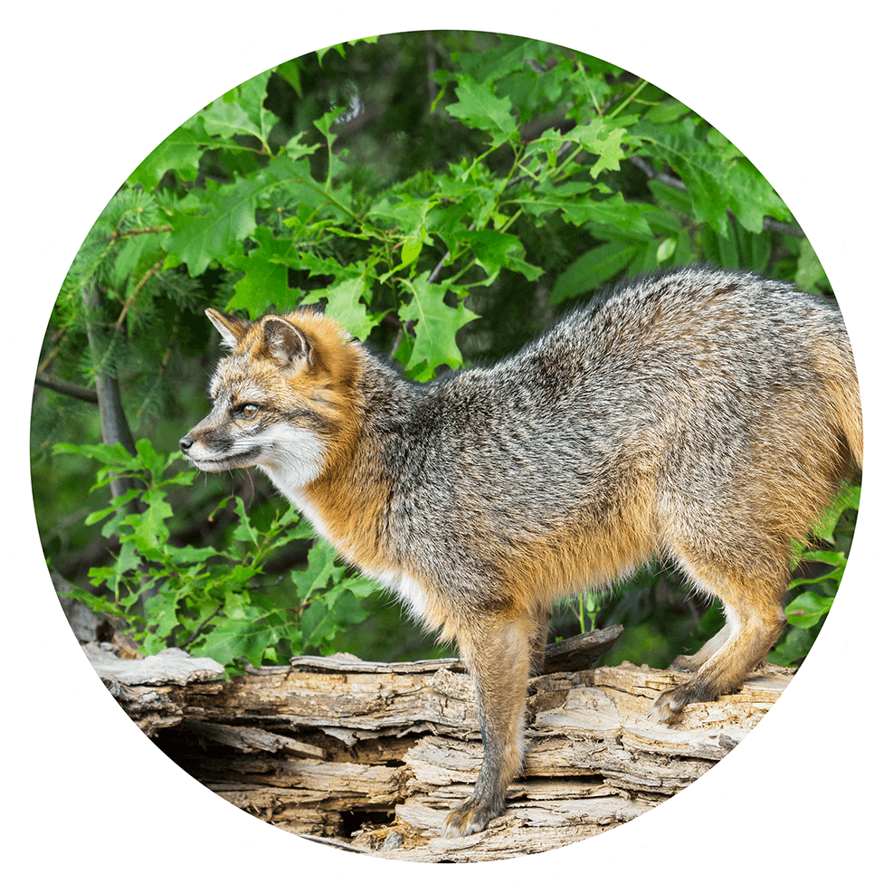 Types of Game Animals