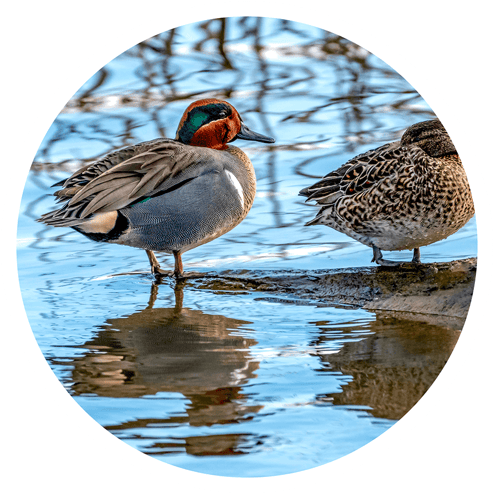 17 Different Types of Ducks - Duck Identification