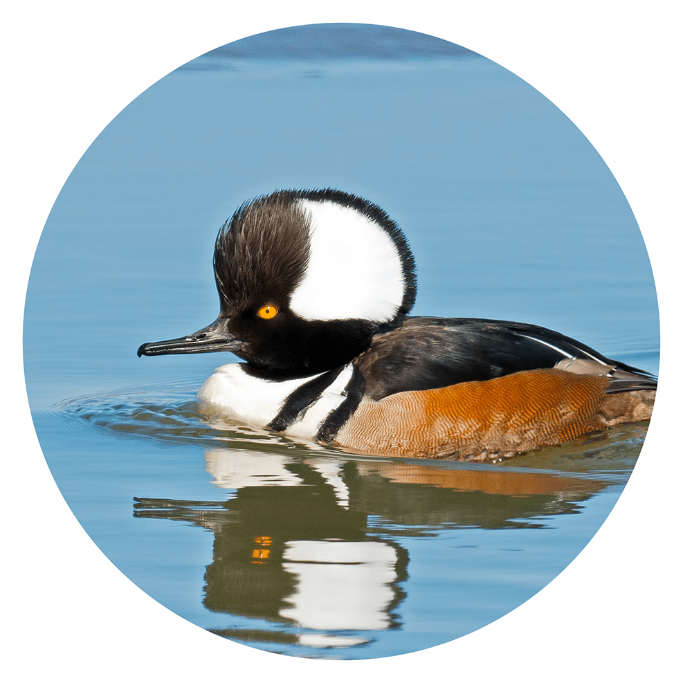 Types of Mergansers