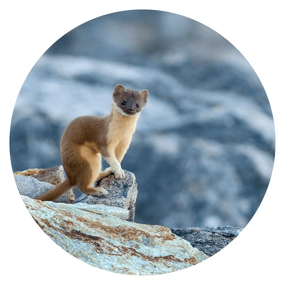 Types of Game Animals