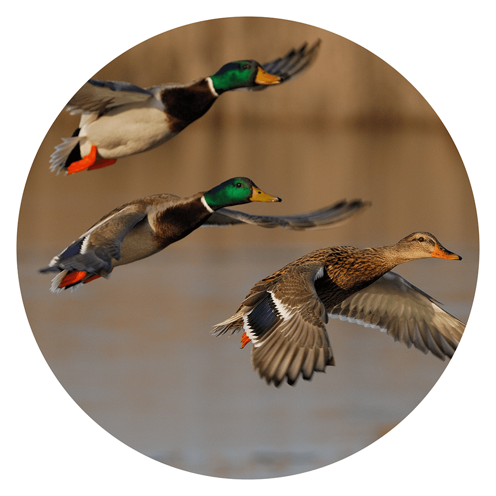 17 Different Types of Ducks - Duck Identification