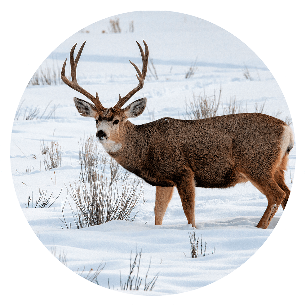 Types of Game Animals