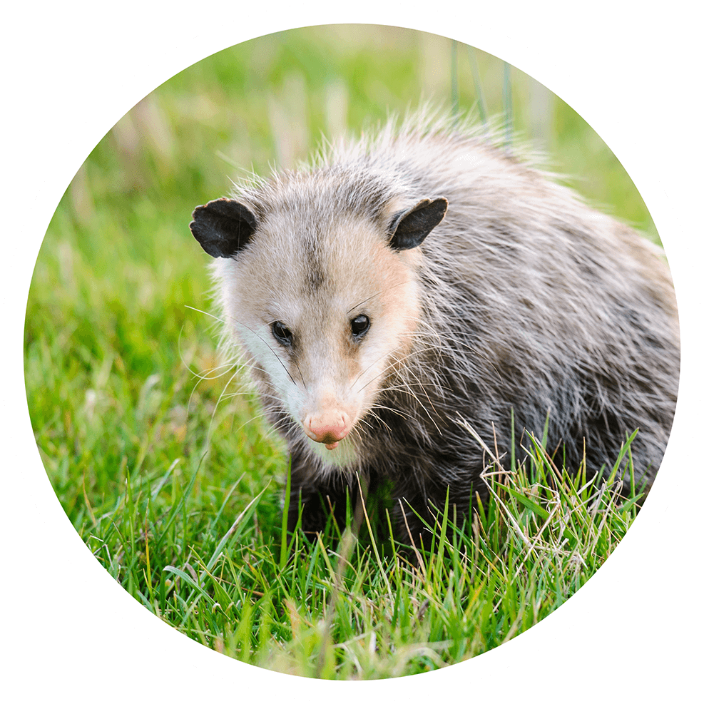 Types of Game Animals