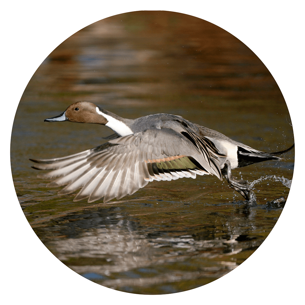 17 Different Types of Ducks - Duck Identification