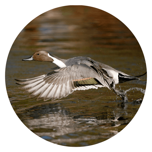 17 Different Types of Ducks - Duck Identification