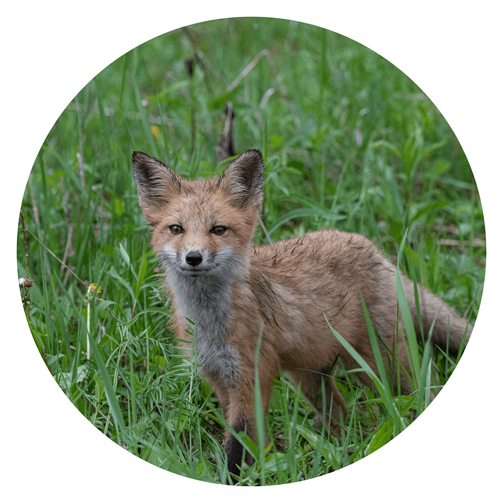 Types of Game Animals