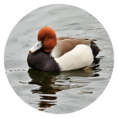 17 Different Types of Ducks - Duck Identification
