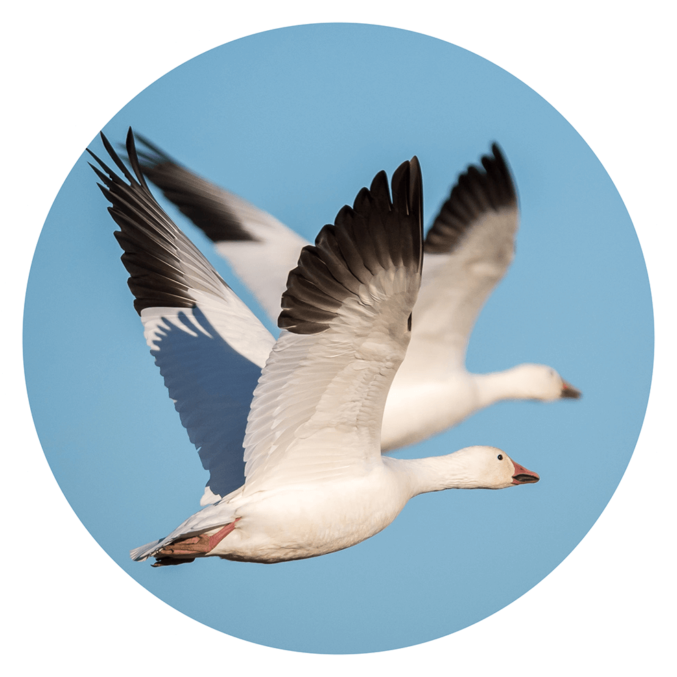 Types of Geese - Geese Identification