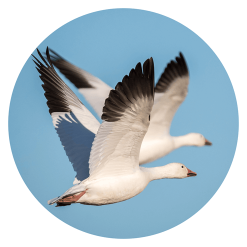 Types of Geese - Geese Identification