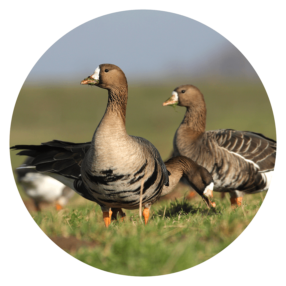 Types of Geese - Geese Identification