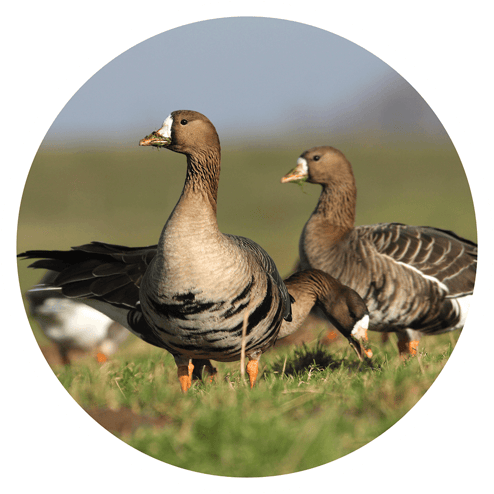 Types of Geese - Geese Identification