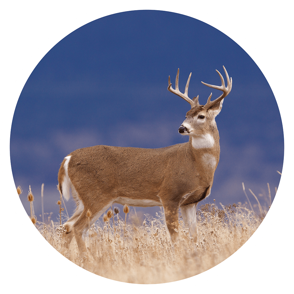Types of Game Animals