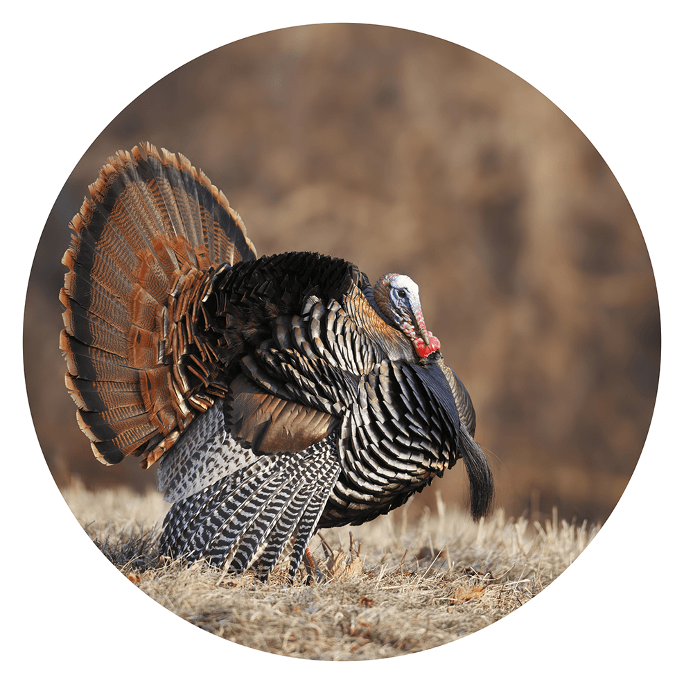 Types of Upland Game Birds