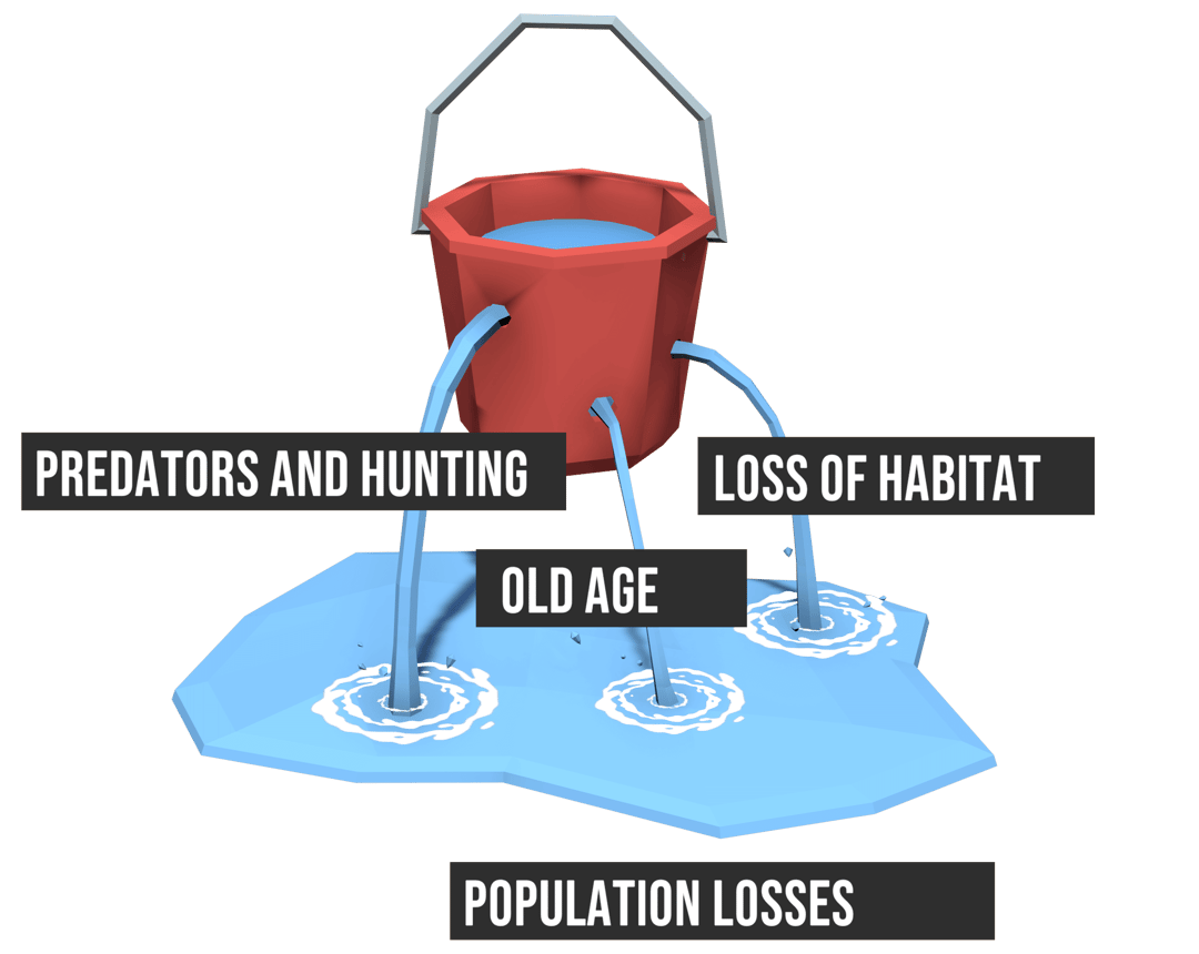 Wildlife Conservation Principles - The North American Model