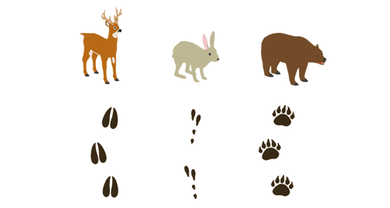 Wildlife Identification