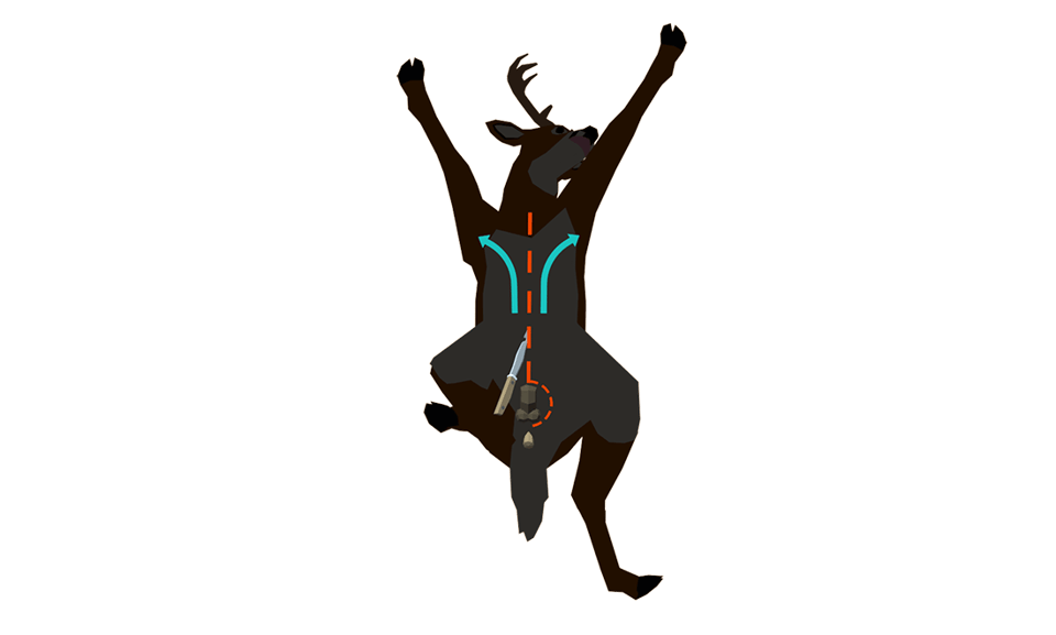 How to: Proper Field Dressing of Big Game (Deer, Moose, Caribou)