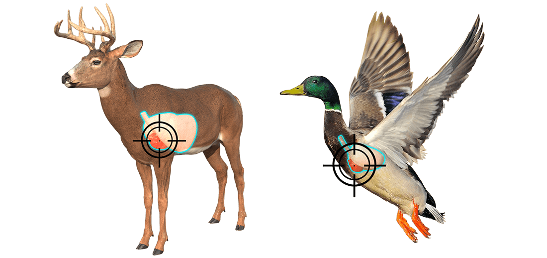 Shot placement - Vital zones