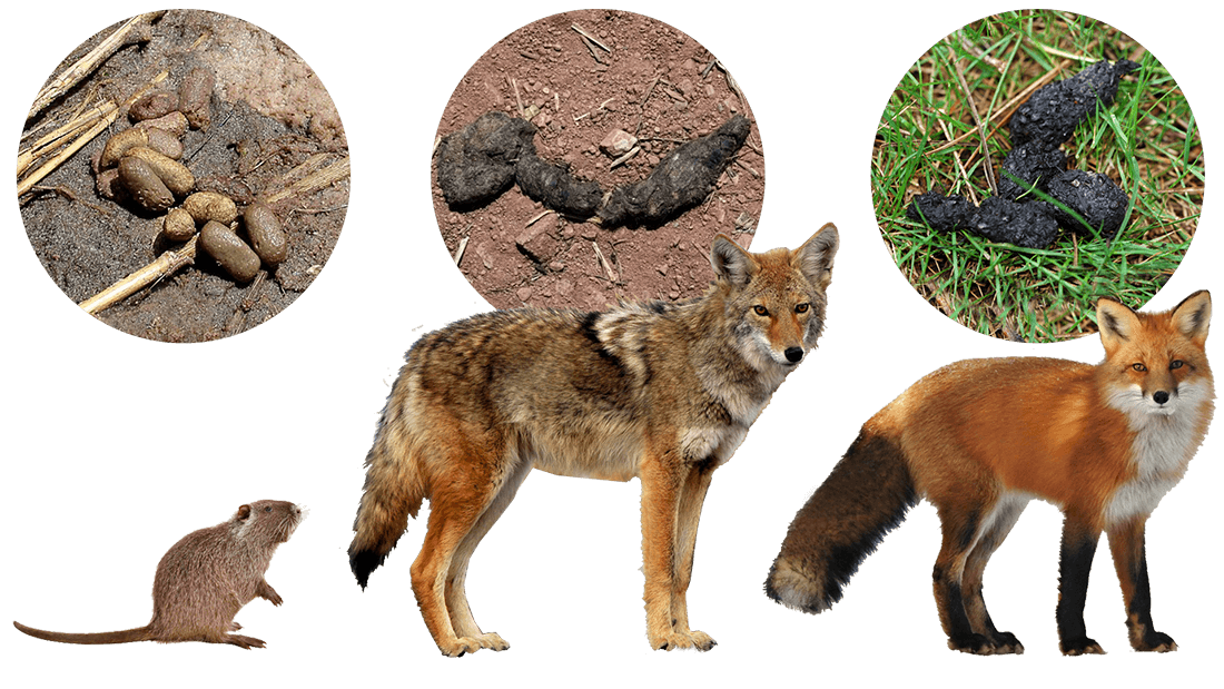 Identifying furbearer species