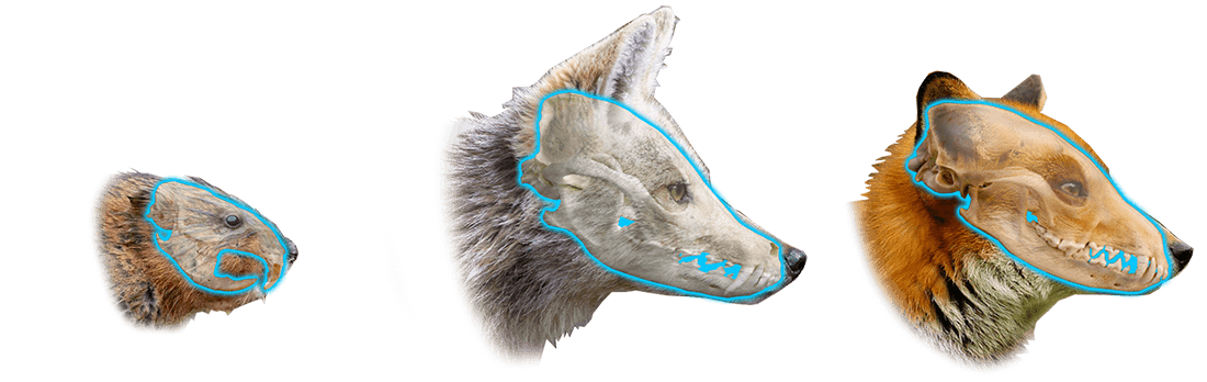 Identifying furbearer species