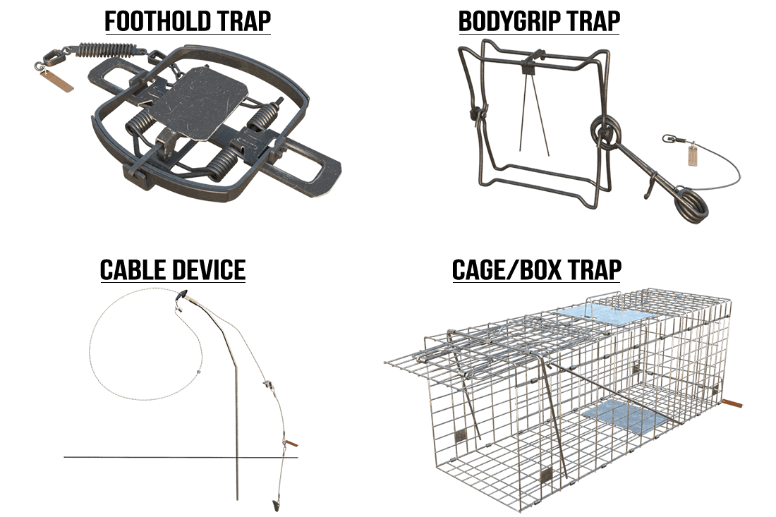 What are the different types of traps used in trapping?