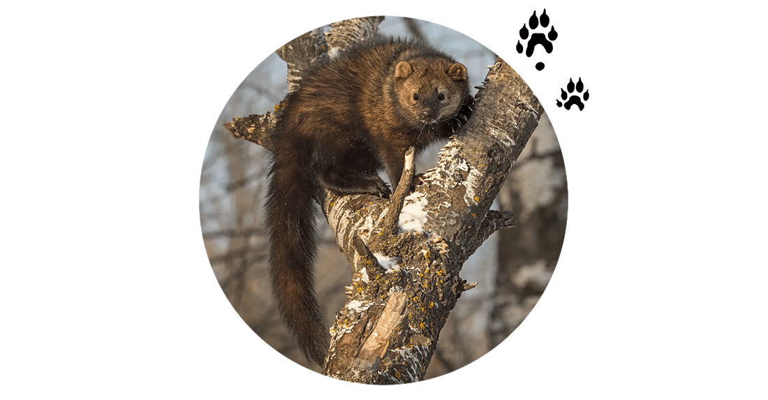 Furbearer species - Mustelidae