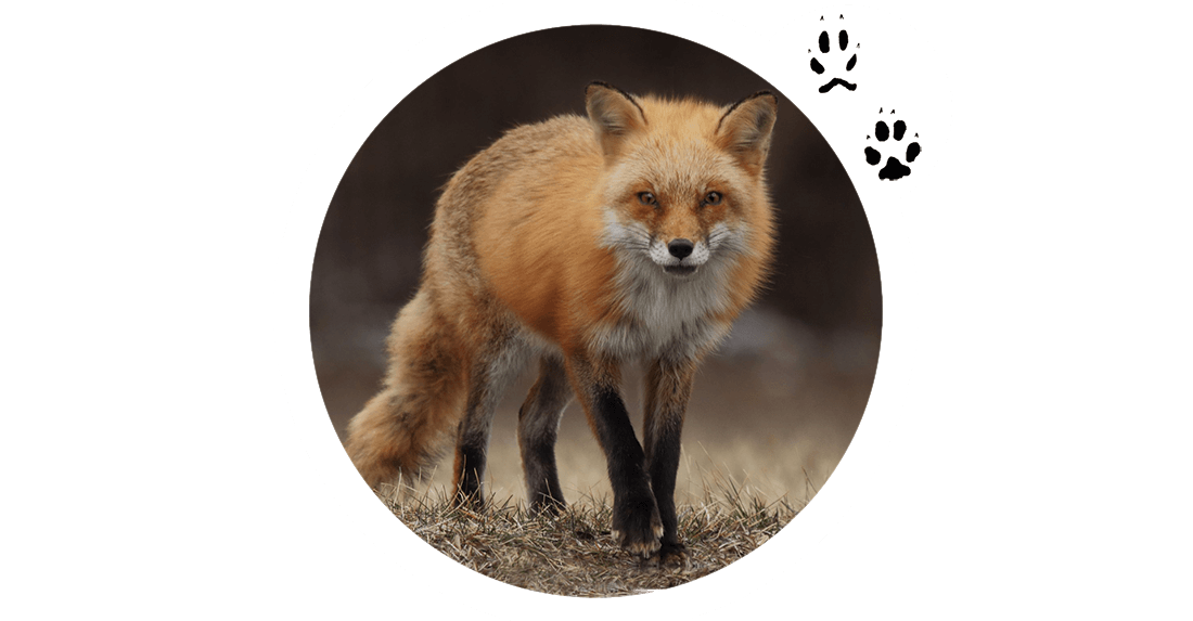 Furbearer species - Canidae