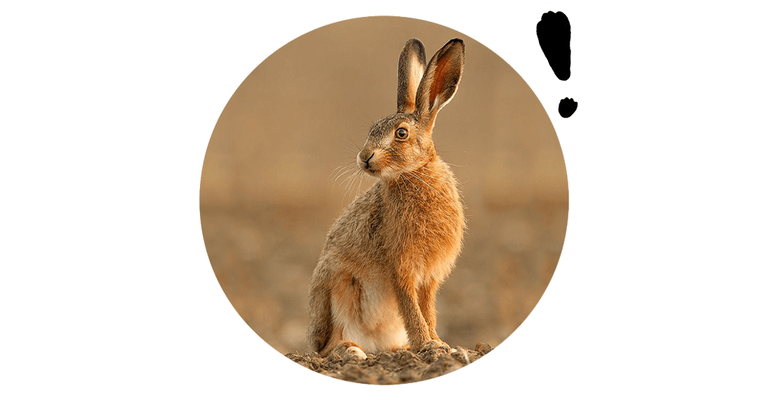 Furbearer species - Myocastoridae - Leporidae