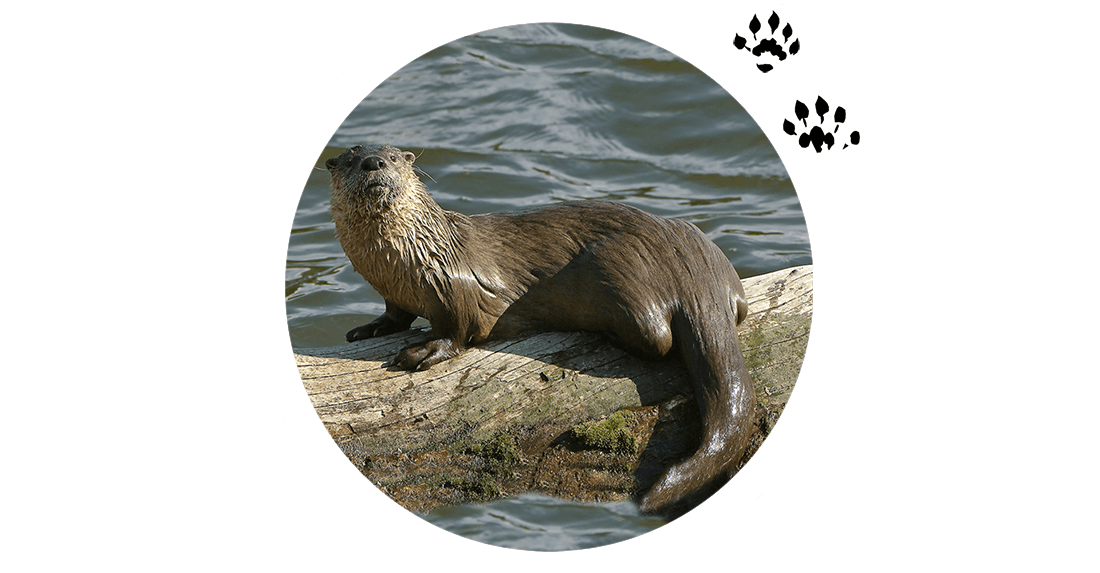 Furbearer species - Mustelidae