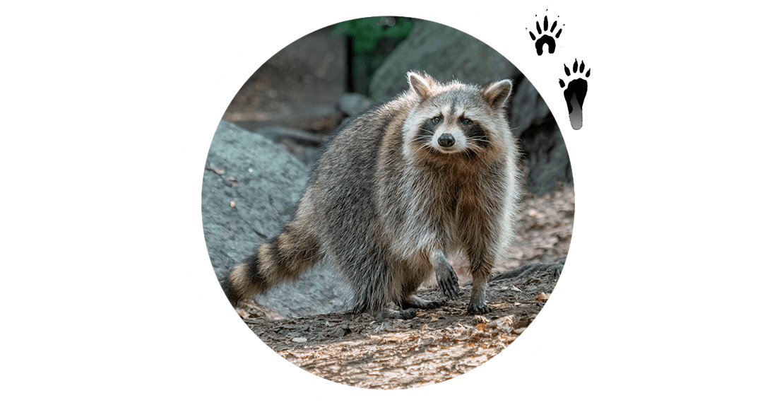 Furbearer species - Felidae - Ursidae - Procyonidae - Mephitidae