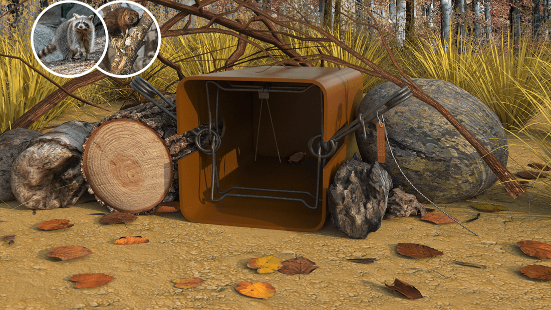 Land sets using a bodygrip trap