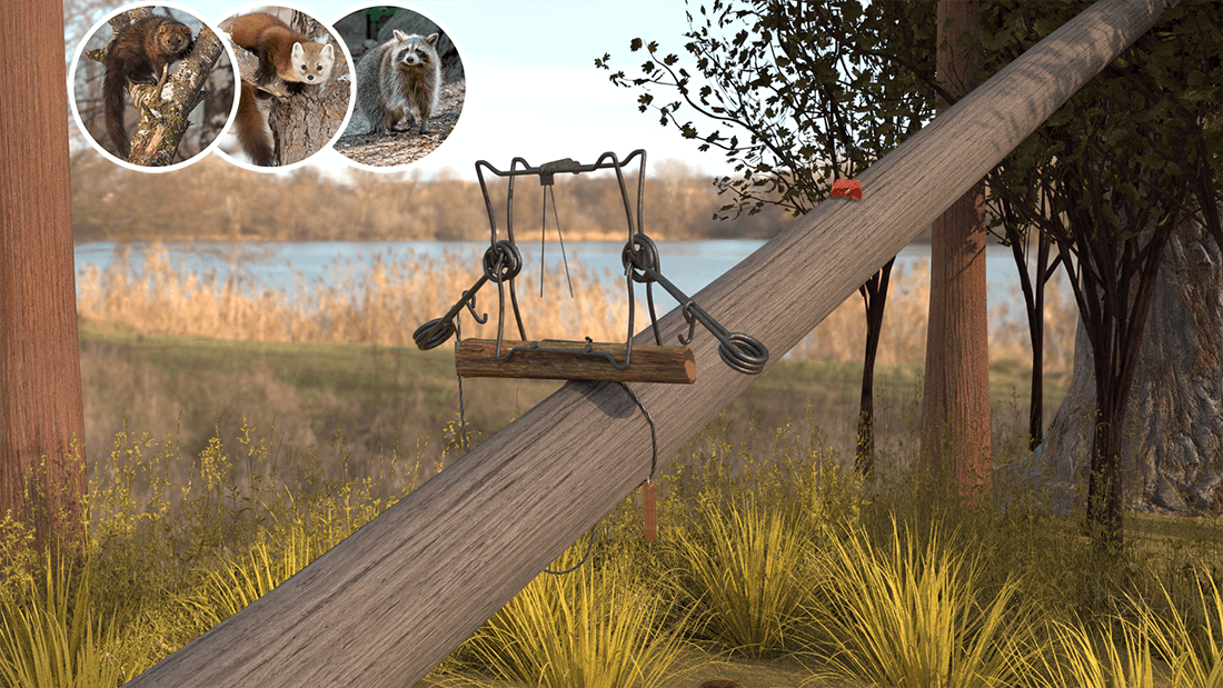 Land sets using a bodygrip trap