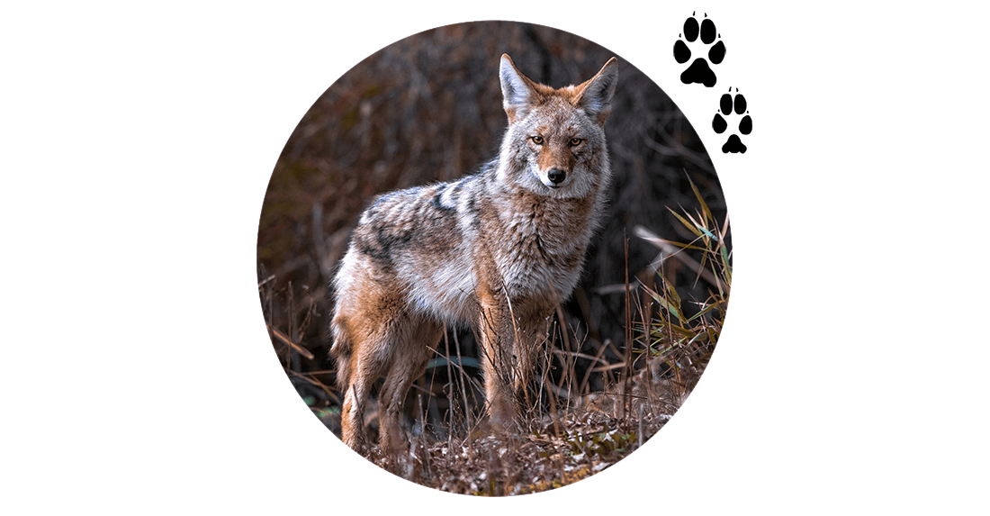 Furbearer species - Canidae